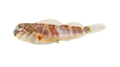 Fishing for Seychelle's blenny → Explore Catches, Top Baits & More!