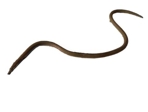 Fishing for Serpent eel → Explore Catches, Top Baits & More!