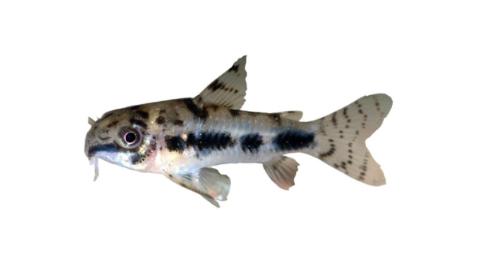 Fishing for Salt and Pepper catfish: Fish Species – FishAngler.com