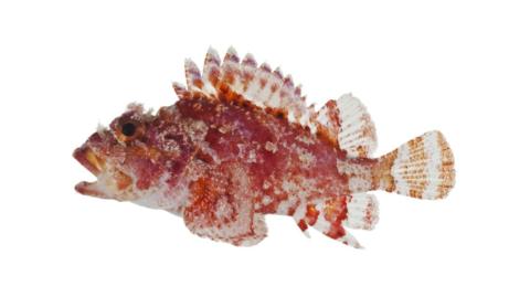 Fishing for McAdam's scorpionfish → Explore Catches, Top Baits & More!