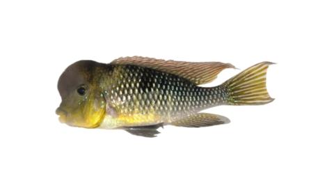 Fishing for Earth eater: Fish Species – FishAngler.com