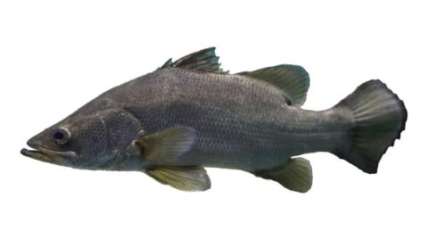 Fishing for Nile perch: Fish Species – FishAngler.com