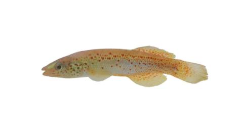 Fishing for Southern studfish → Explore Catches, Top Baits & More!