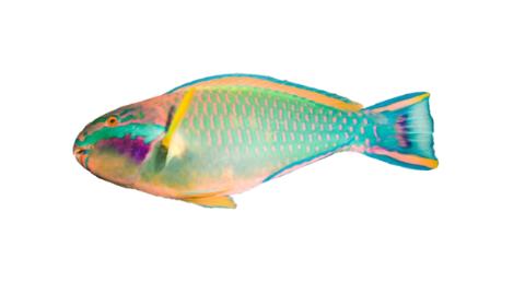 Fishing for Sinai parrotfish: Fish Species – FishAngler.com