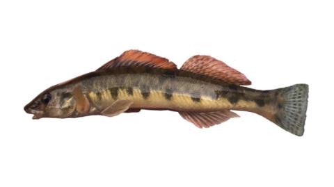 Fishing for Texas logperch: Fish Species – FishAngler.com
