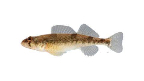 Fishing for Stargazing darter: Fish Species – FishAngler.com