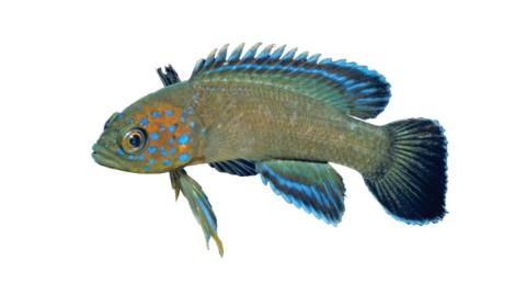 Fishing for Alison's blue devil → Explore Catches, Top Baits & More!