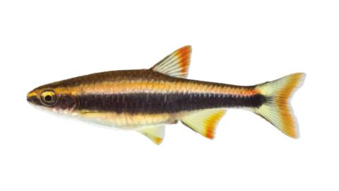 Fishing for Flagfin shiner: Fish Species – FishAngler.com