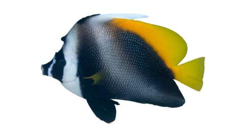 Fishing for Singular bannerfish: Fish Species – FishAngler.com