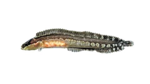 Fishing for Black-back snake-blenny: Fish Species – FishAngler.com