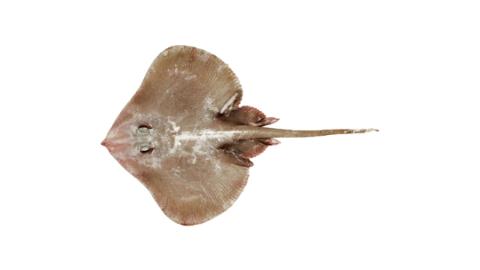Fishing for Soft skate: Fish Species – FishAngler.com
