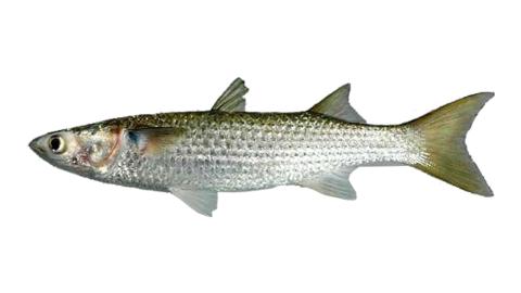 Fishing for Lebranche mullet: Fish Species – FishAngler.com
