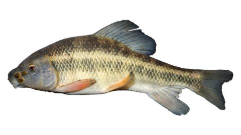 Fishing for Eastern creek chubsucker → Explore Catches, Top Baits & More!