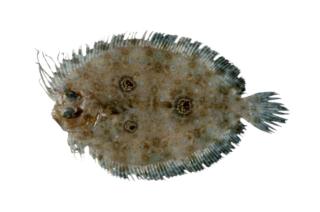 Fishing for Threespot flounder: Fish Species – FishAngler.com