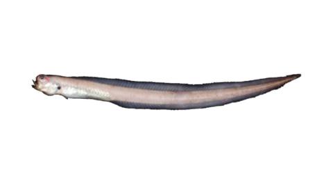 Fishing for Atlantic soft pout → Explore Catches, Top Baits & More!
