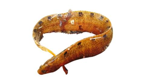 Fishing for Rock gunnel → Explore Catches, Top Baits & More!