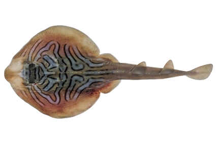 Fishing for Eastern fiddler ray → Explore Catches, Top Baits & More!