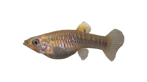 Fishing for Tiburon Peninsula limia: Fish Species – FishAngler.com