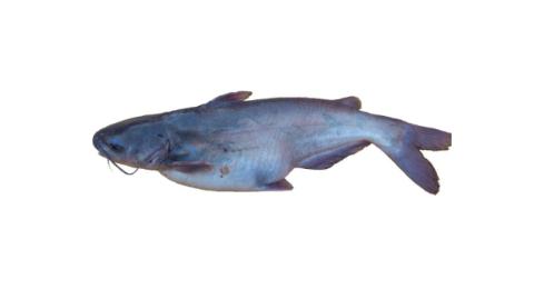 Fishing for Southern blue catfish: Fish Species – FishAngler.com