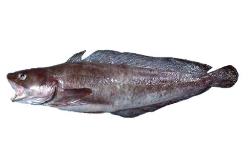 Fishing for Gulf hake → Explore Catches, Top Baits & More!