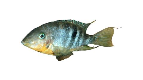 Fishing for Yellow meeki → Explore Catches, Top Baits & More!