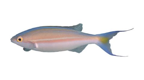 Fishing for Double whiptail → Explore Catches, Top Baits & More!