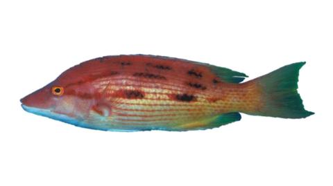Fishing for Red pigfish: Fish Species – FishAngler.com