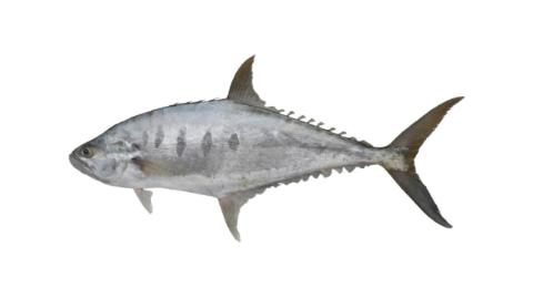Fishing for Barred queenfish: Fish Species – FishAngler.com