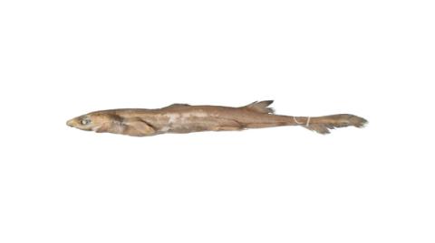 Fishing for Blackmouth lanternshark: Fish Species – FishAngler.com