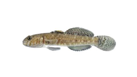 Fishing for Rock goby → Explore Catches, Top Baits & More!