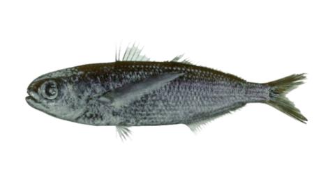 Fishing for Blue fathead: Fish Species – FishAngler.com