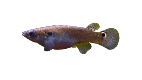 Fishing for Mangrove rivulus: Fish Species – FishAngler.com