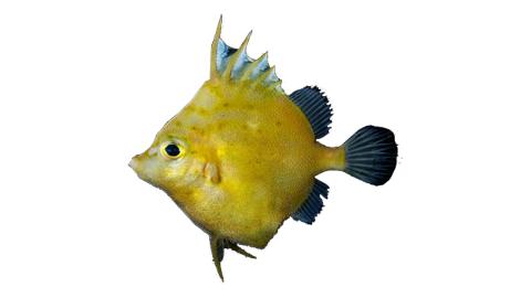 Fishing for Spotted spikefish → Explore Catches, Top Baits & More!