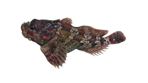 Fishing for Bull sculpin → Explore Catches, Top Baits & More!