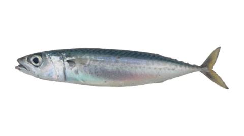 Fishing for Atlantic chub mackerel → Explore Catches, Top Baits & More!