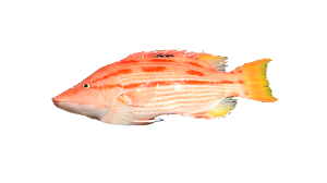Fishing for Hawaiian Pigfish → Explore Catches, Top Baits & More!