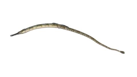 Fishing for Northern pipefish: Fish Species – FishAngler.com