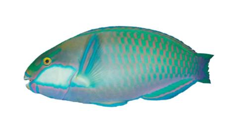 Fishing for Bleeker's parrotfish → Explore Catches, Top Baits & More!