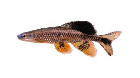 Fishing for Bluenose shiner → Explore Catches, Top Baits & More!