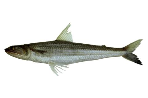 Fishing for Wanieso lizardfish → Explore Catches, Top Baits & More!