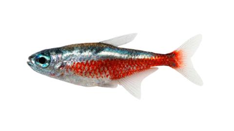 Fishing for Cardinal tetra → Explore Catches, Top Baits & More!