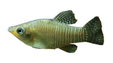 Fishing for Diamond killifish → Explore Catches, Top Baits & More!