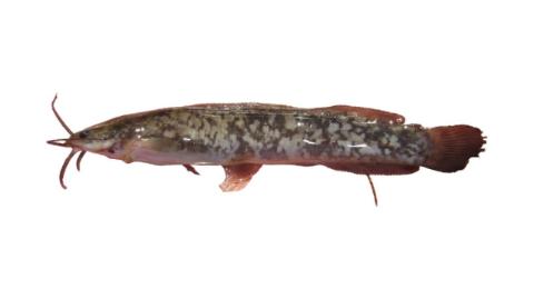 Fishing for Blunt-toothed African catfish → Explore Catches, Top Baits ...