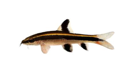 Fishing for Flying fox: Fish Species – FishAngler.com