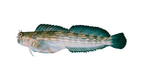 Fishing for Scarface rockskipper → Explore Catches, Top Baits & More!