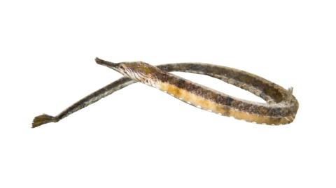 Fishing for Tiger pipefish: Fish Species – FishAngler.com