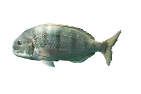 Fishing for White stumpnose → Explore Catches, Top Baits & More!