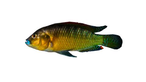 Fishing for Egyptian mouth-brooder → Explore Catches, Top Baits & More!