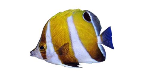Fishing for Hawaiian gold-barred butterflyfish → Explore Catches, Top ...