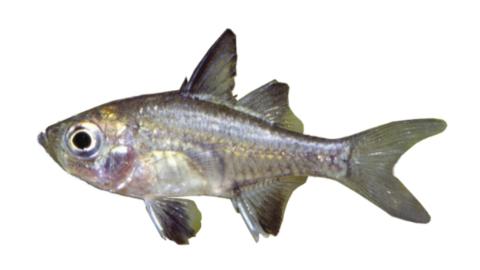 Fishing for Agassiz's glassfish → Explore Catches, Top Baits & More!